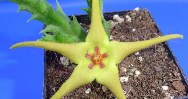 Orbea, stapelia, piaranthus, huernia,caralluma, duvalia